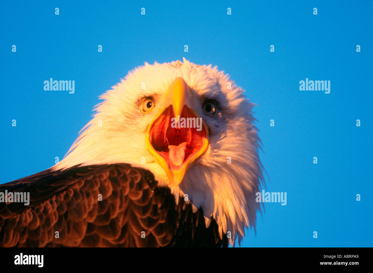 Bald eagles eagle screaming hi-res stock photography and images - Alamy