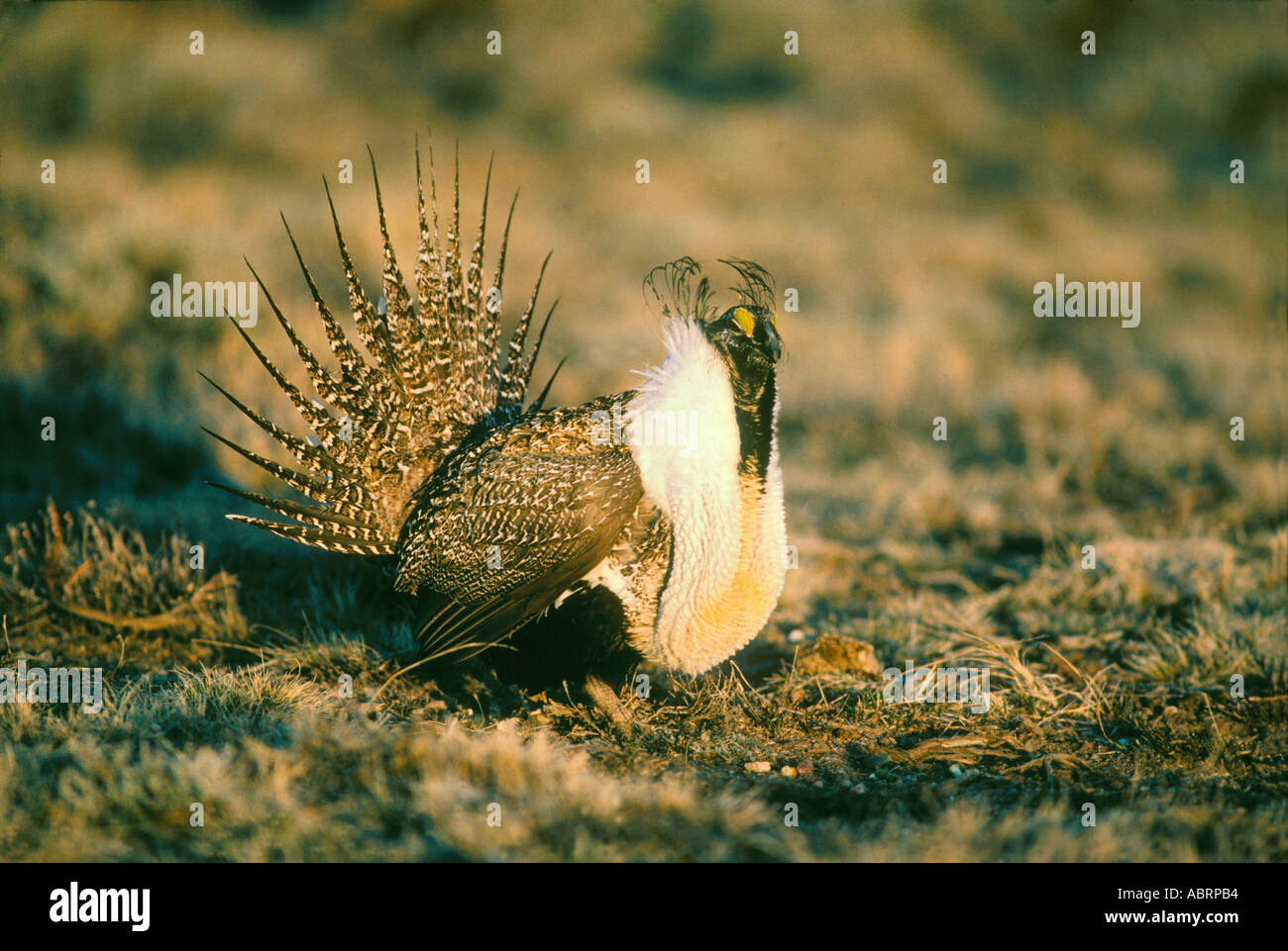 Strutting bird birds hi-res stock photography and images - Alamy