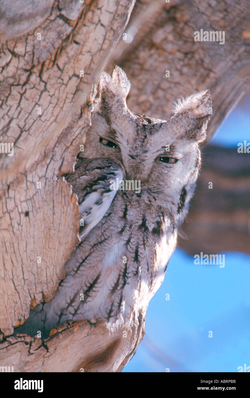 Western screech owl Stock Photo - Alamy