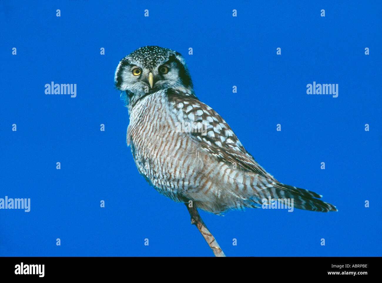 Northern hawk owl Stock Photo - Alamy