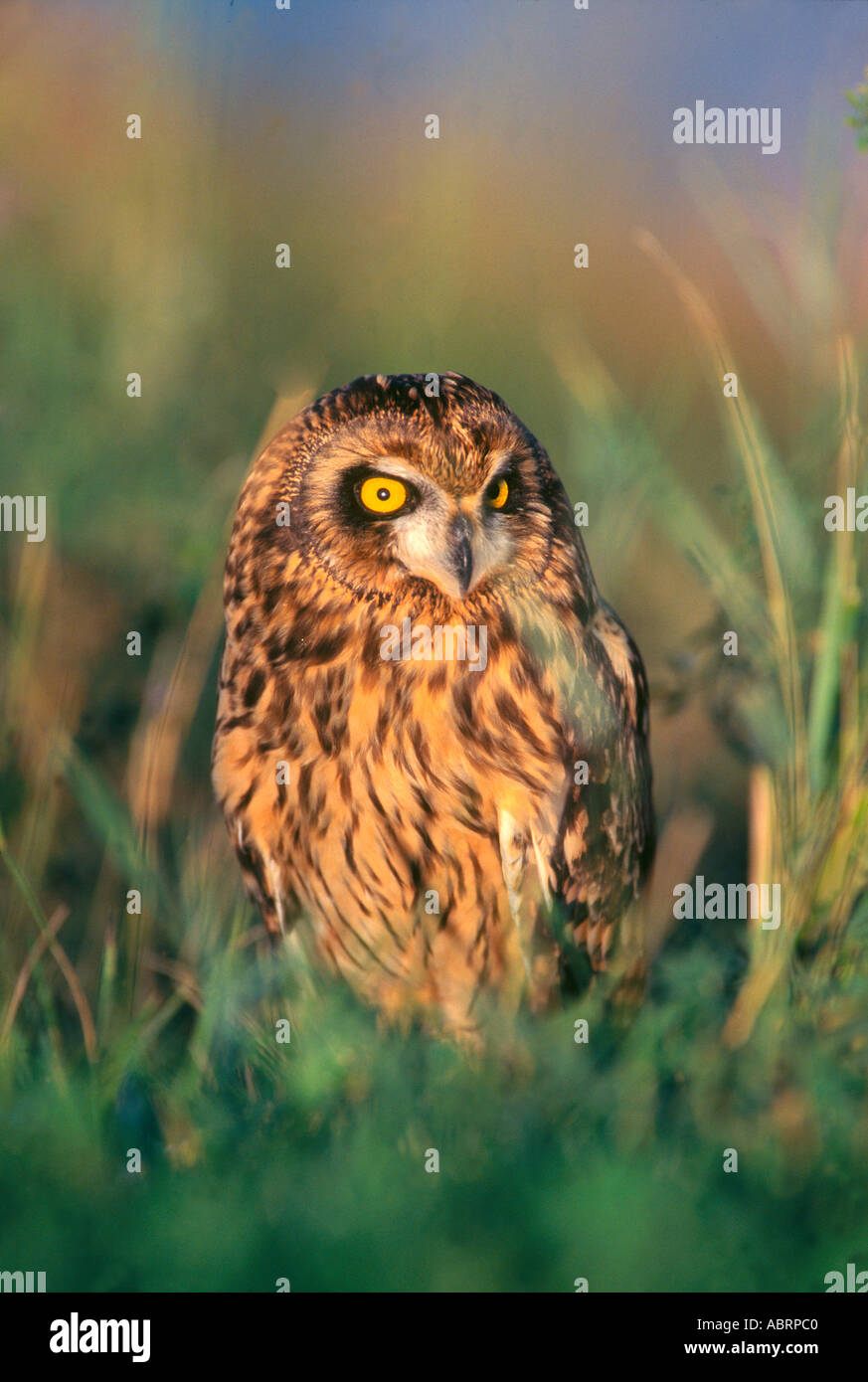 Short eared owl near nest on the Great Plains Stock Photo - Alamy