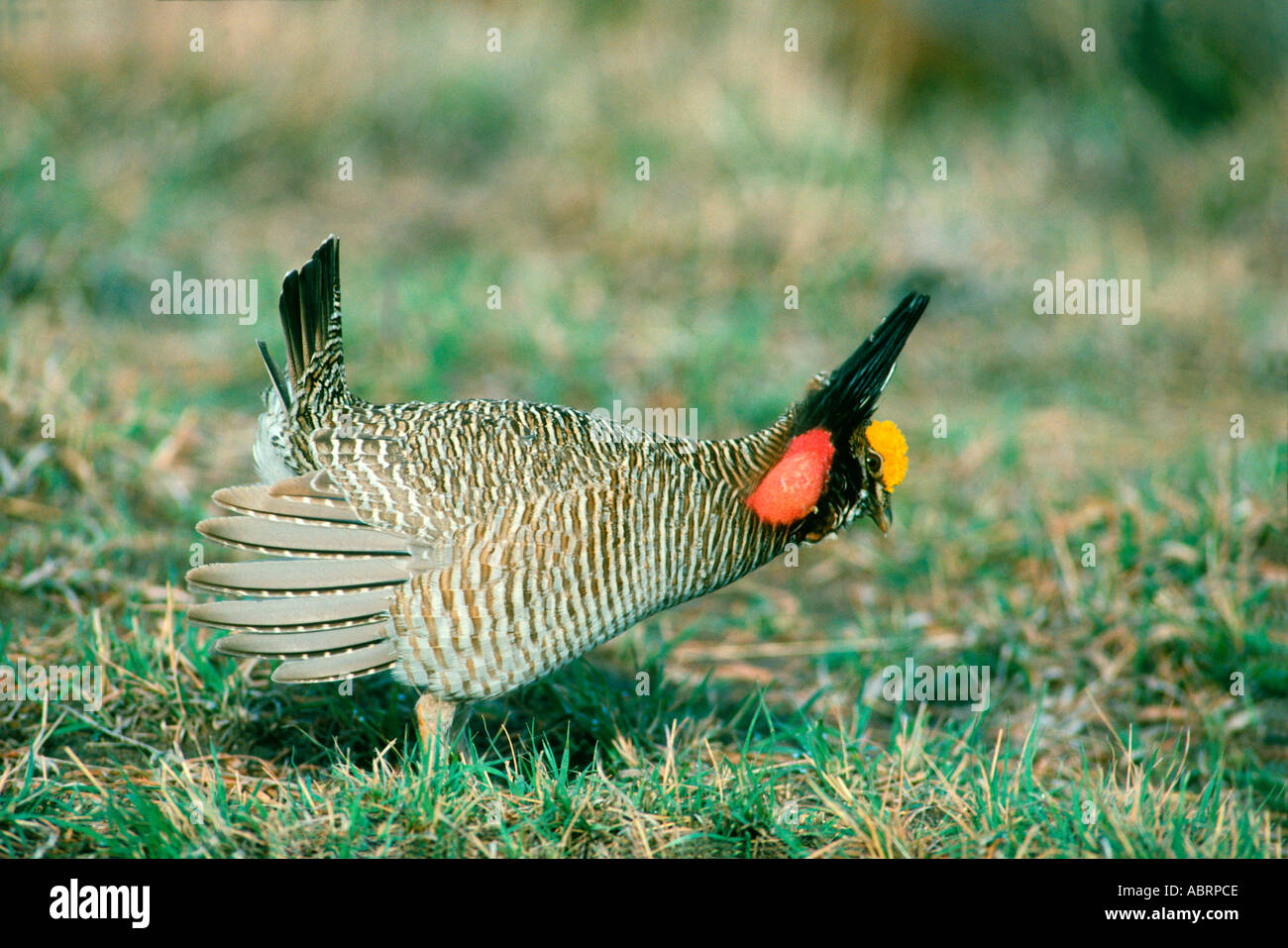 Prairie chicken dance hi-res stock photography and images - Alamy