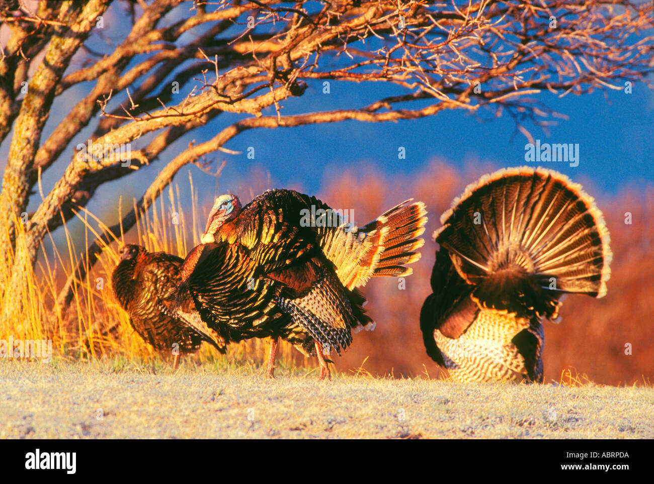 Merriam wild turkey strutting in hi-res stock photography and images ...