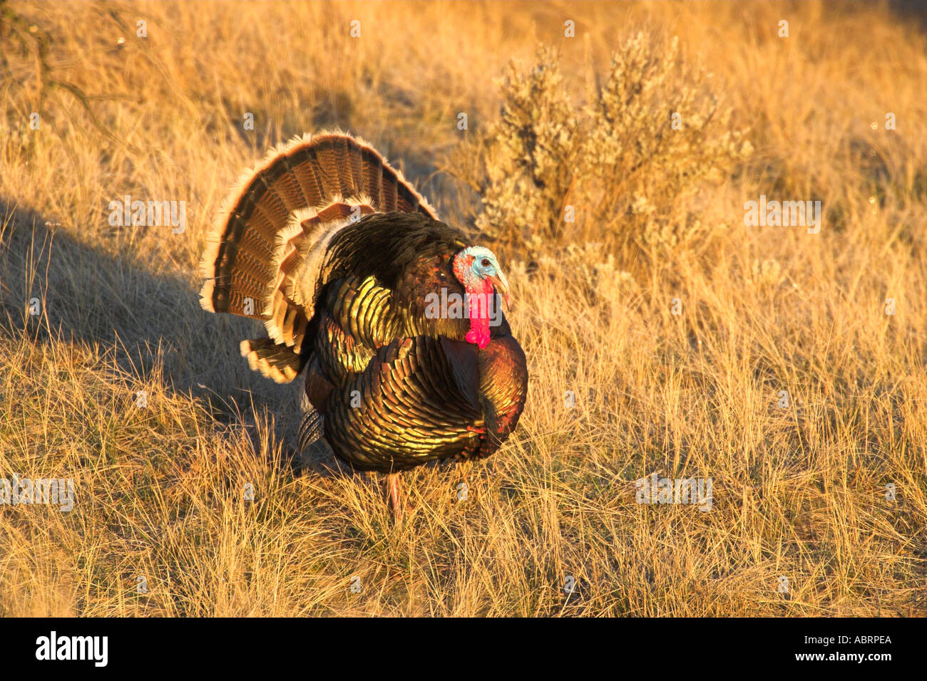 Merriams wild turkey hi-res stock photography and images - Alamy