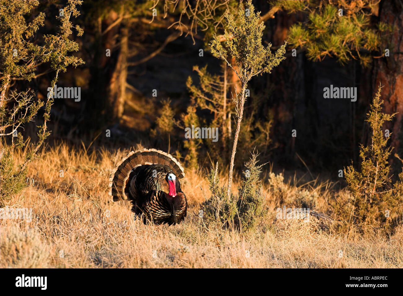 Merriam turkey hi-res stock photography and images - Alamy