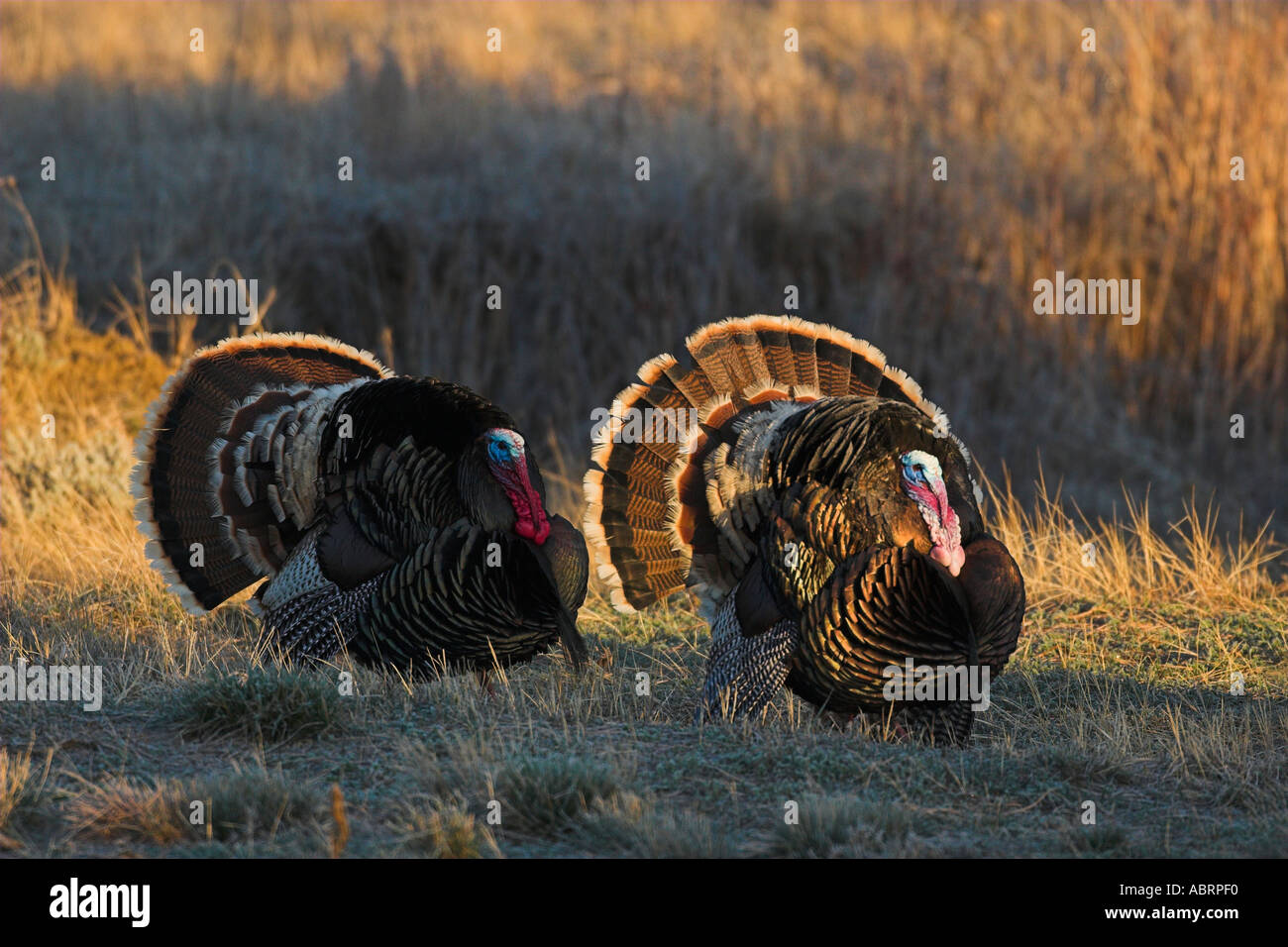 Merriam turkey hi-res stock photography and images - Alamy