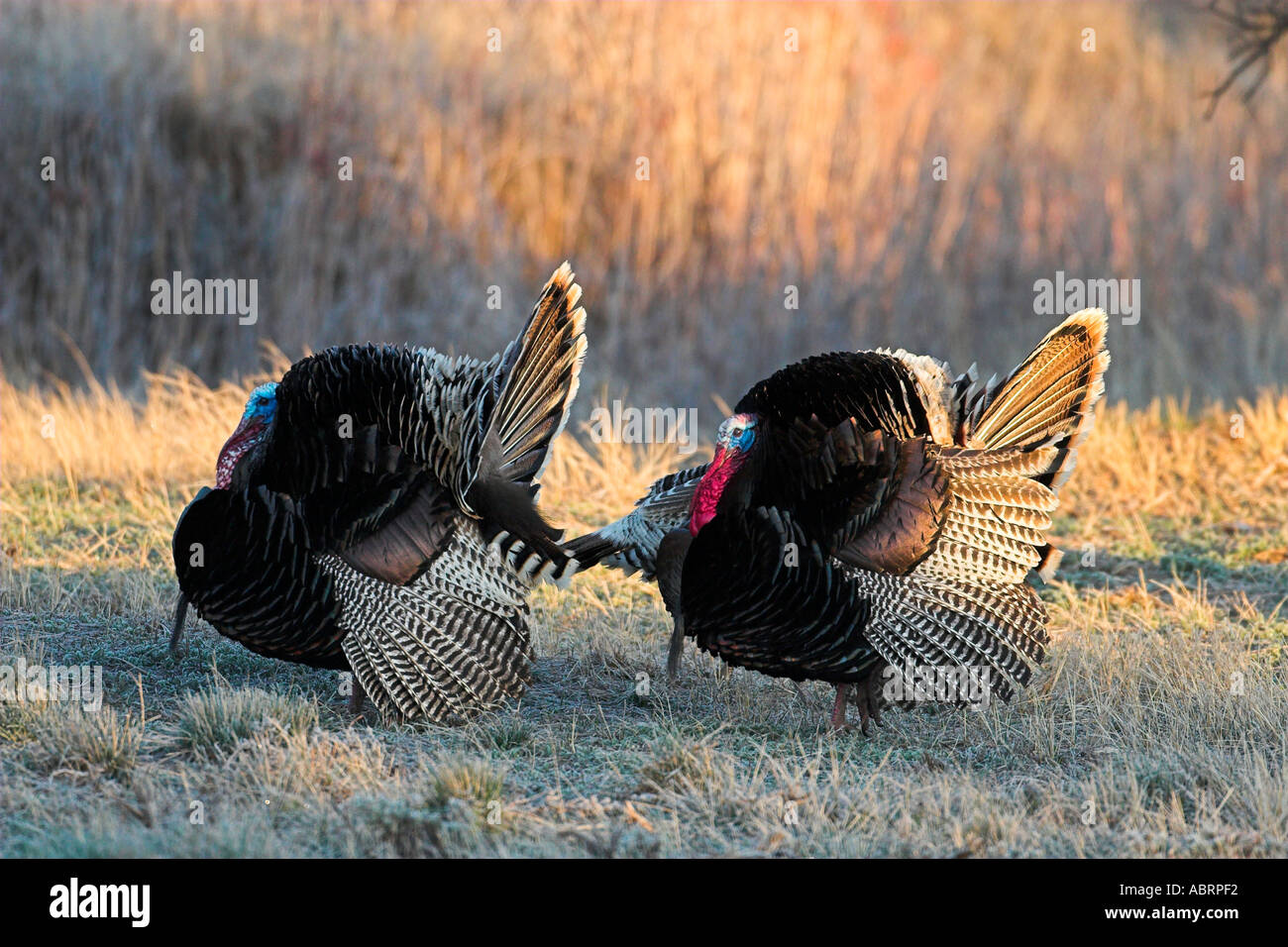 Merriam turkey hi-res stock photography and images - Alamy