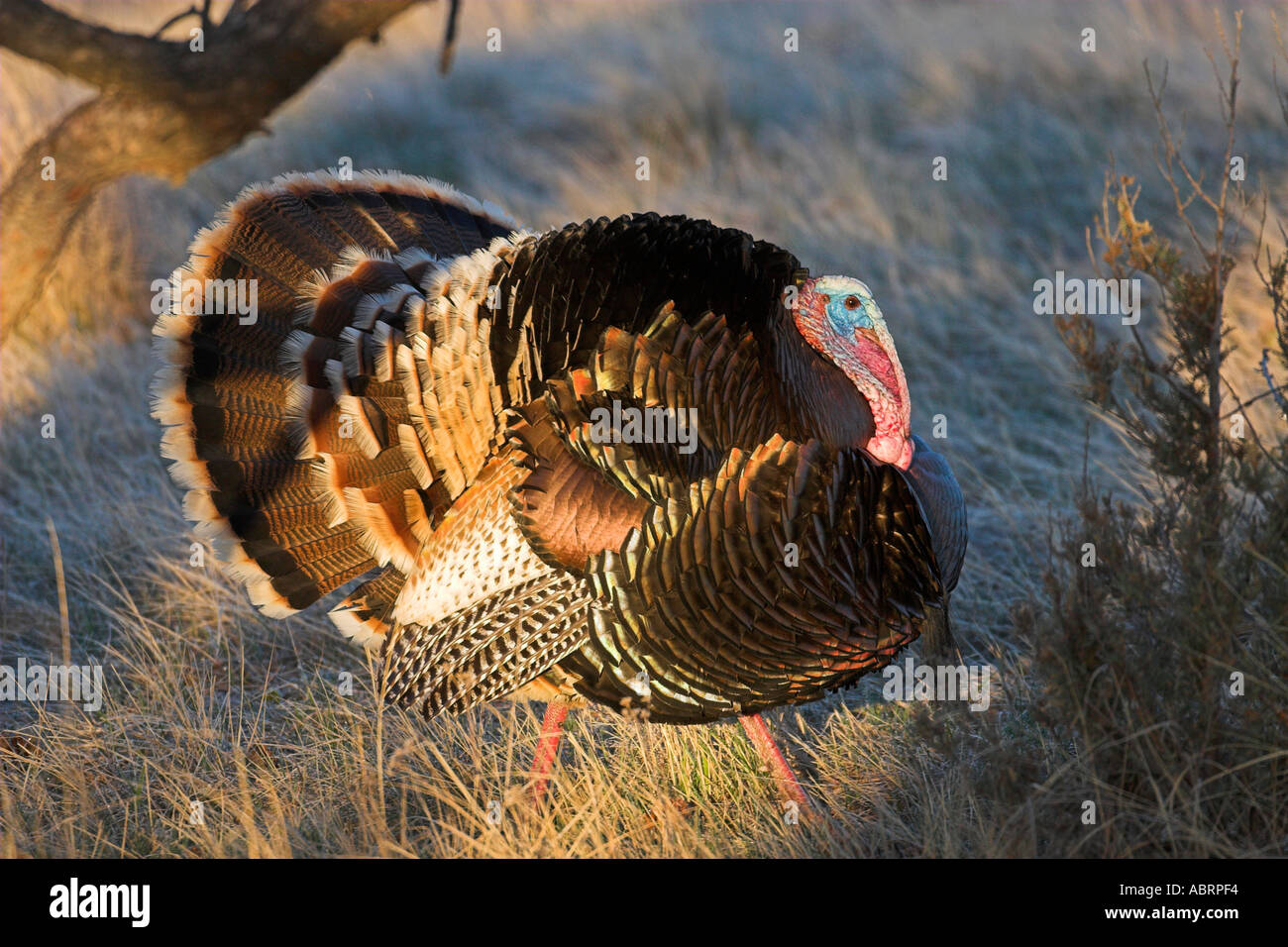 Merriam turkey hi-res stock photography and images - Alamy