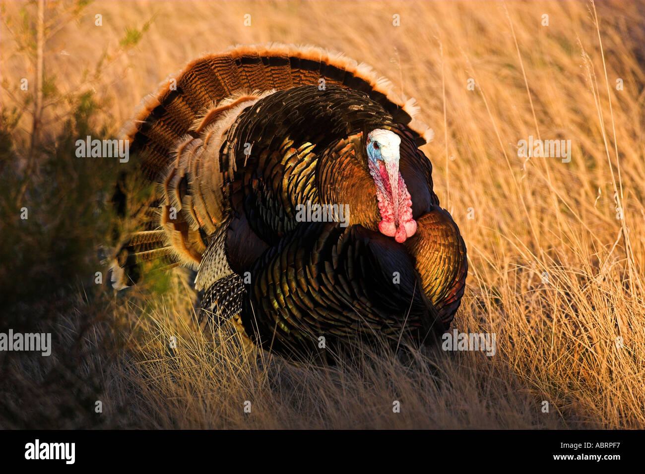 Merriam turkey hi-res stock photography and images - Alamy