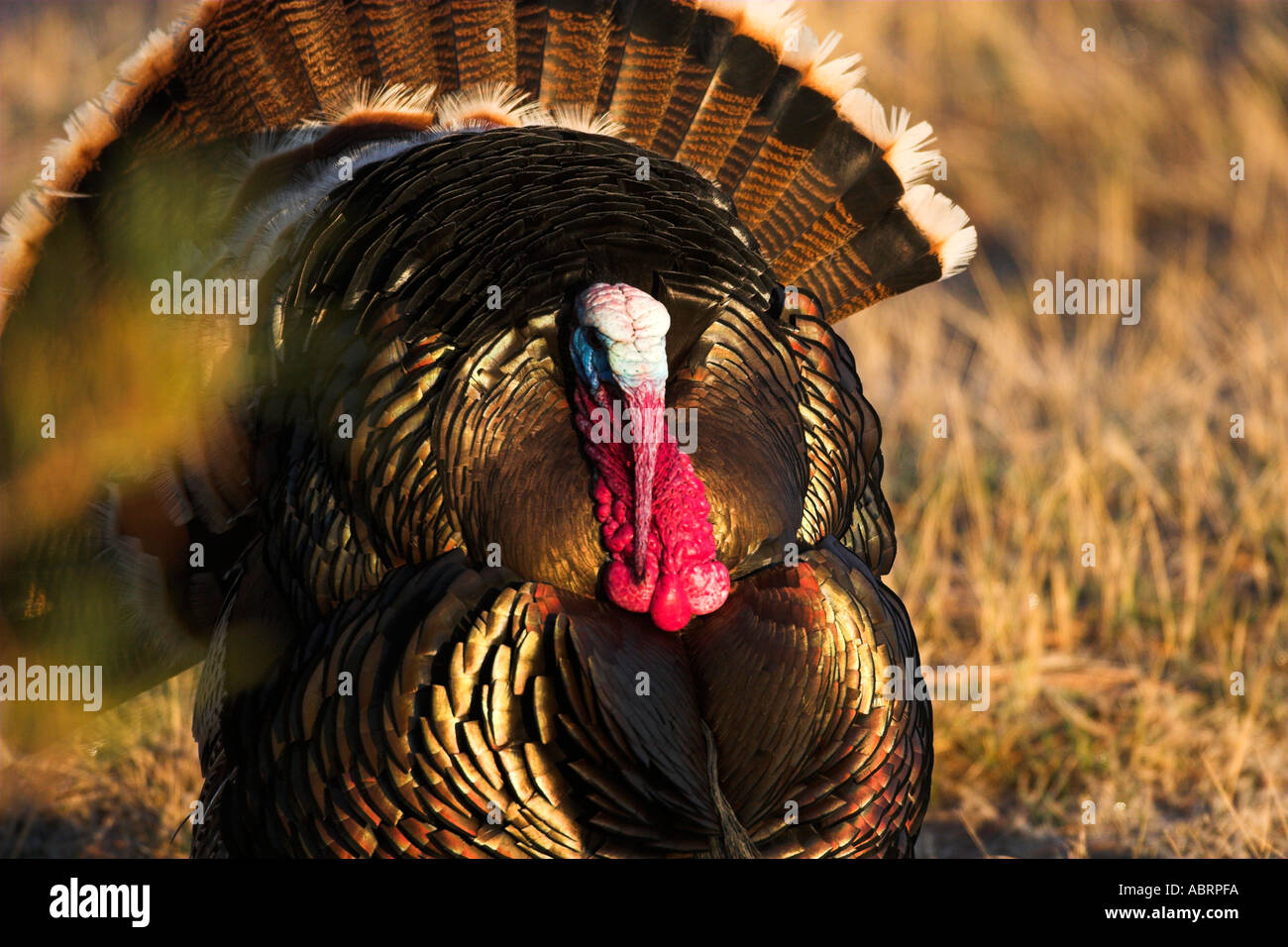 Merriam turkey hi-res stock photography and images - Alamy