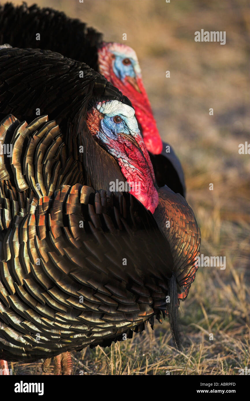 Merriam turkey hi-res stock photography and images - Alamy