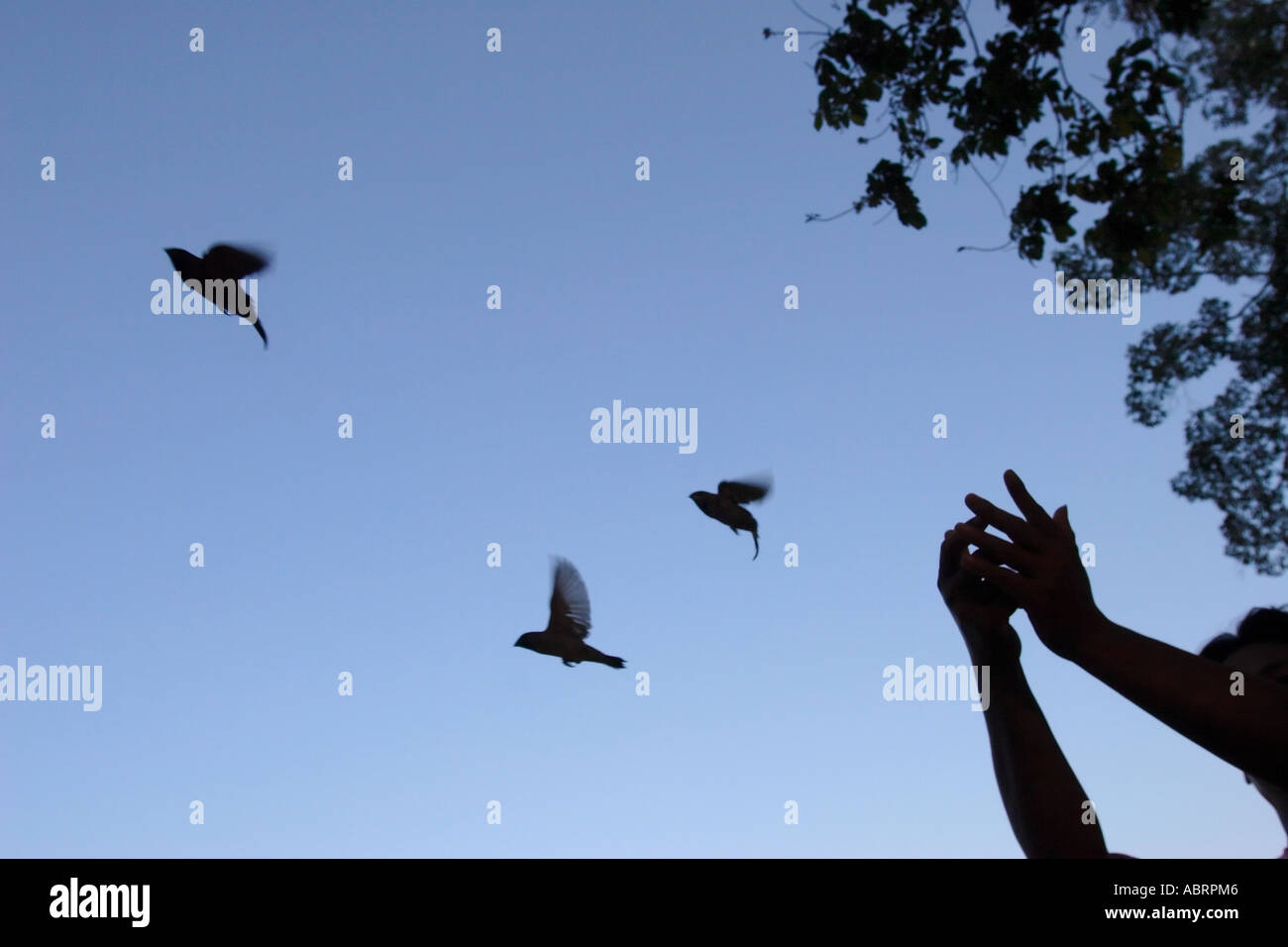 Birds fly to freedom Stock Photo - Alamy