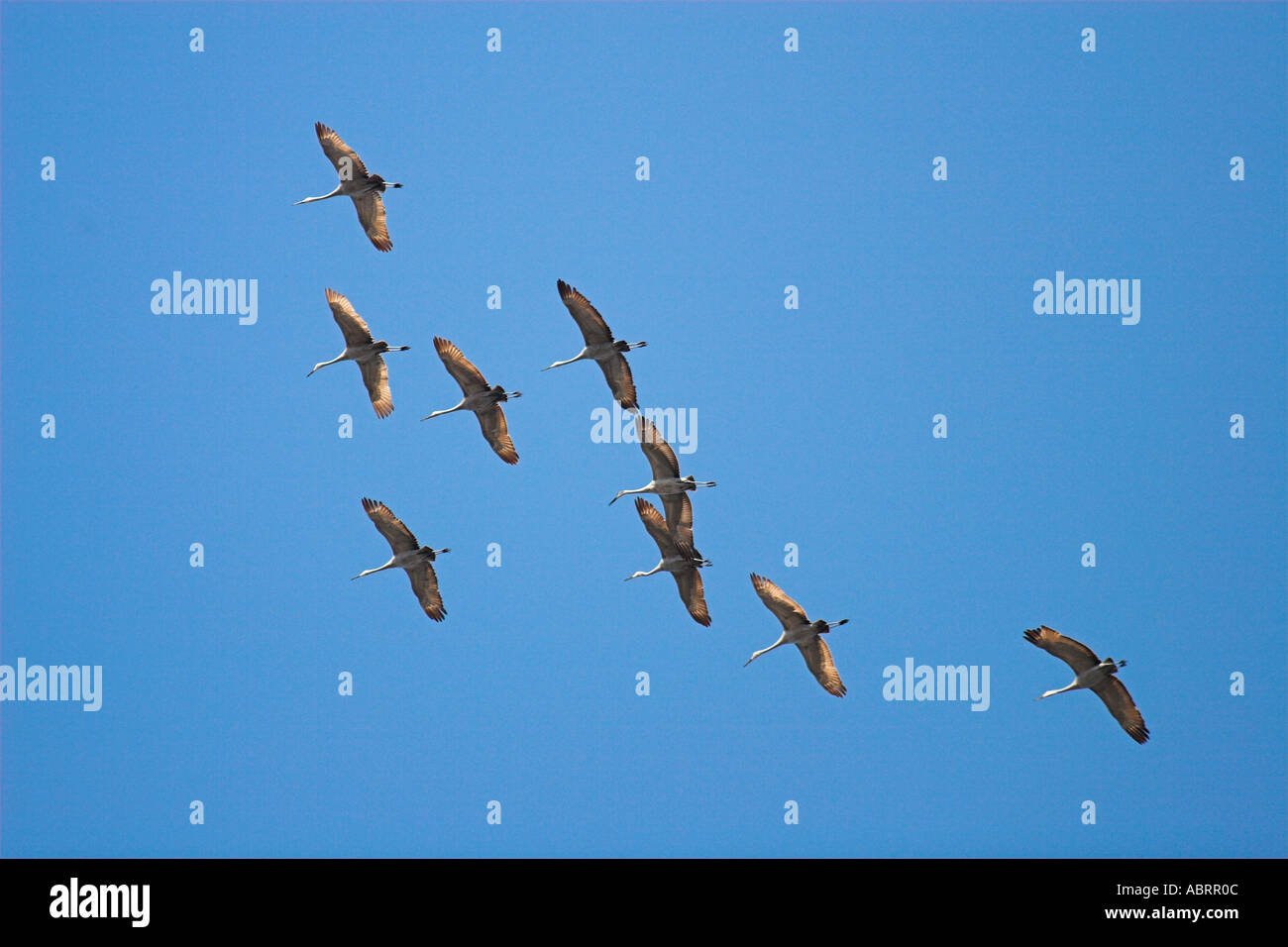 Florida sandhill cranes in flight Stock Photo - Alamy