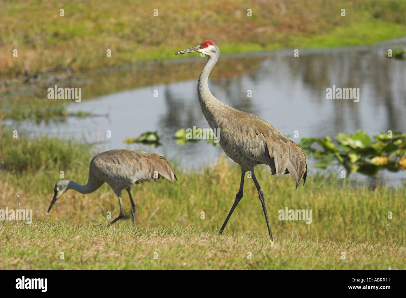 Florida sandhill crane Stock Photo - Alamy