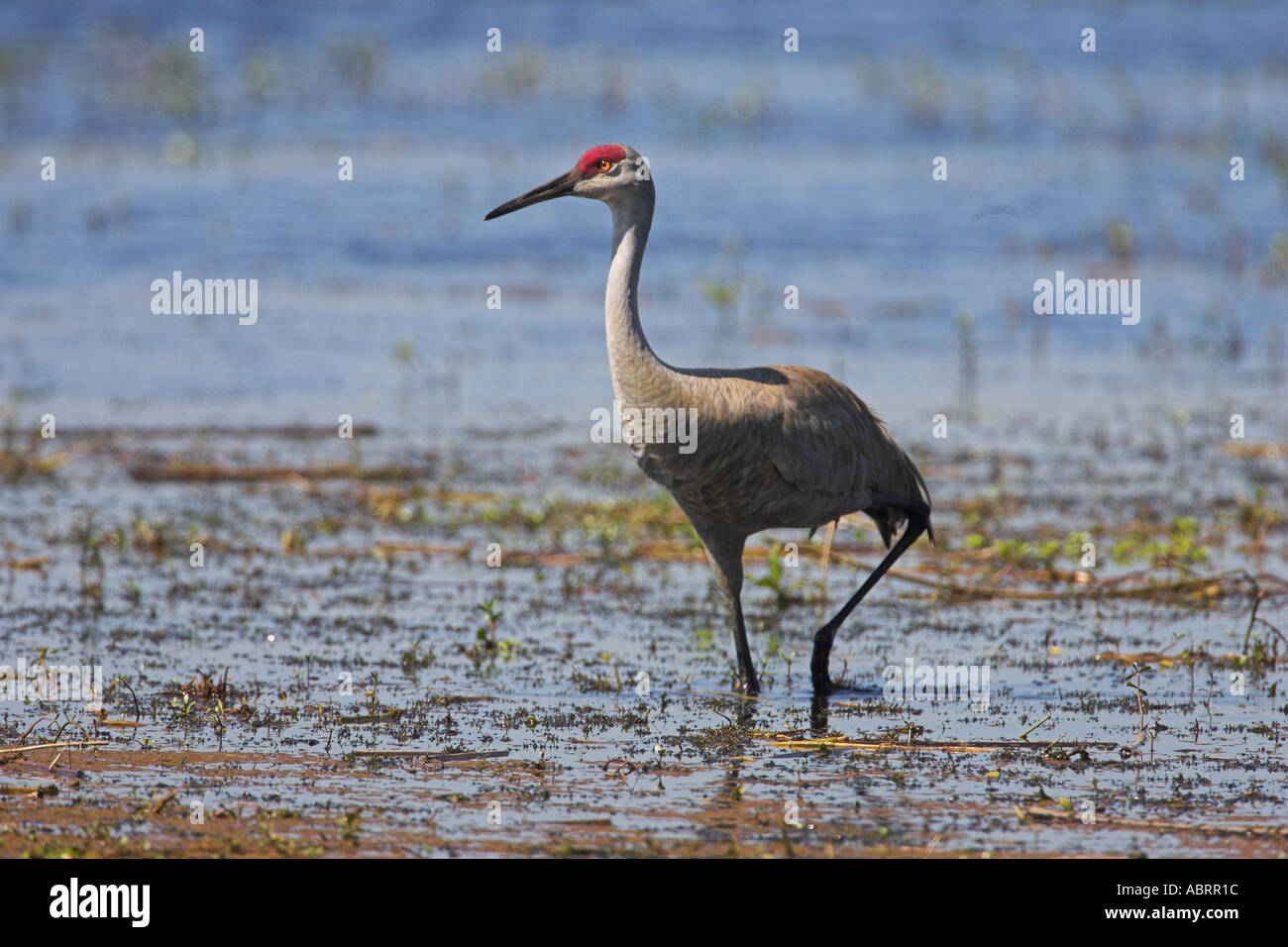 Florida sandhill crane Stock Photo - Alamy
