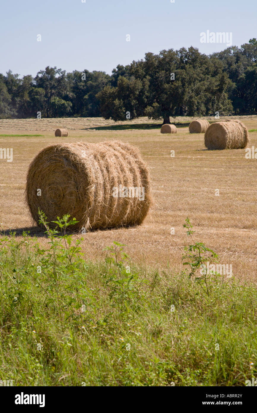 Field fl hi-res stock photography and images - Alamy
