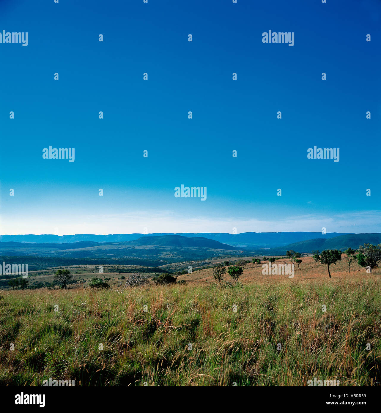 Scenic landscape of grasslands Magaliesburg Gauteng South Africa Stock ...