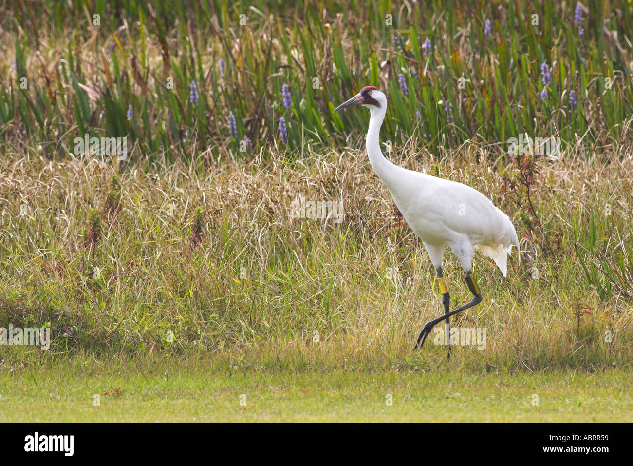 Species whooping cranes hi-res stock photography and images - Alamy