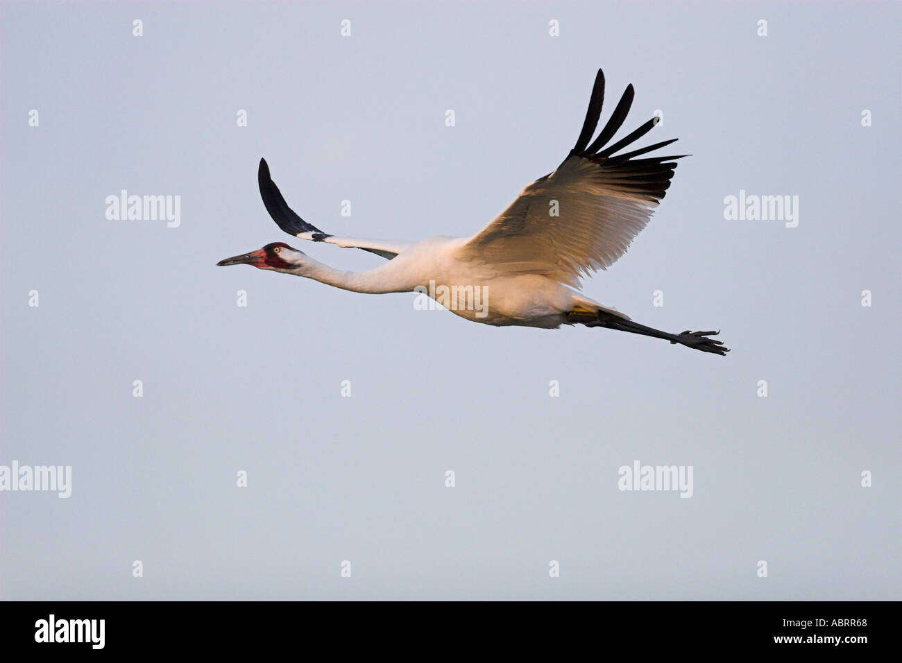 Whooping crane in flight hi-res stock photography and images - Alamy