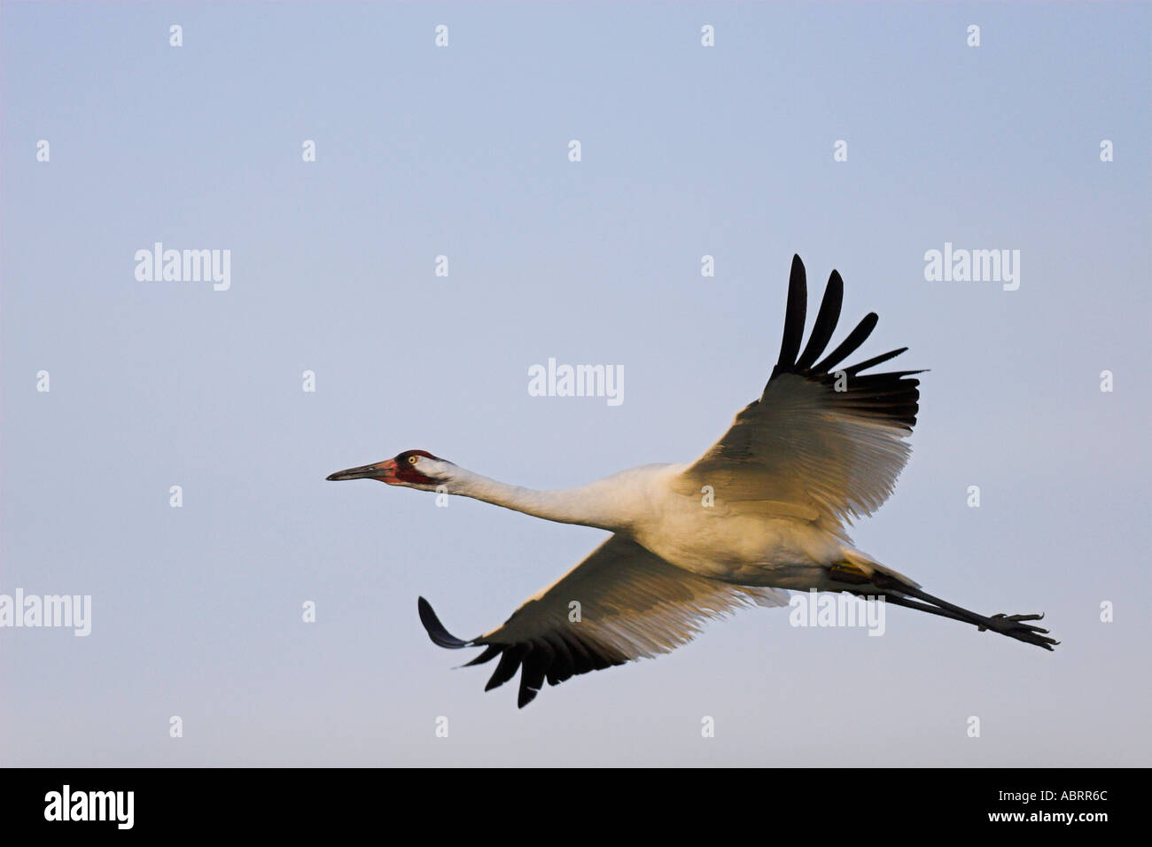 Species whooping cranes hi-res stock photography and images - Alamy