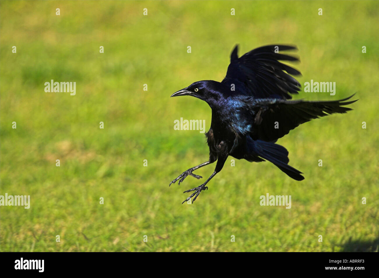 Great tailed grackle in flight Stock Photo - Alamy