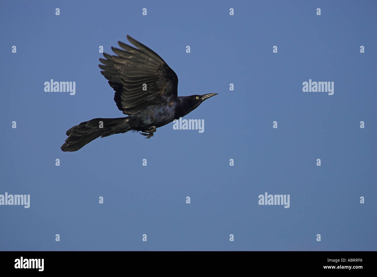 Great tailed grackle in flight Stock Photo - Alamy