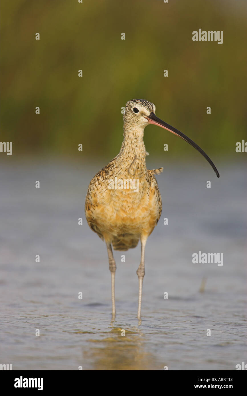 Florida curlew hi-res stock photography and images - Alamy