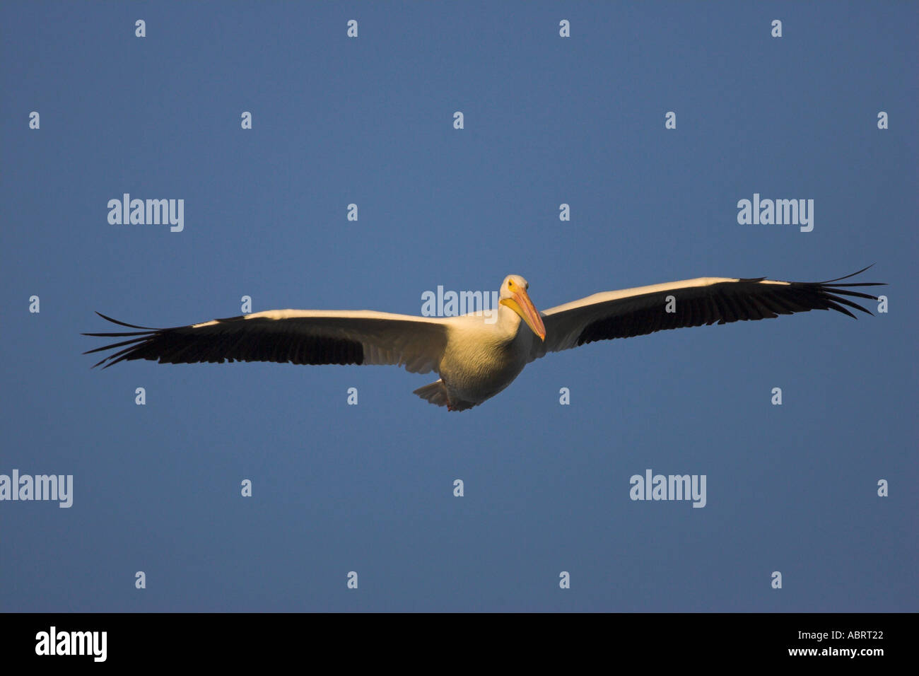 White pelican in flight Stock Photo - Alamy