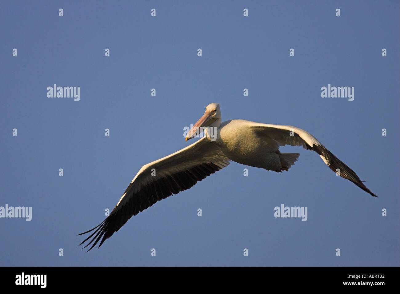 White pelican in flight Stock Photo - Alamy