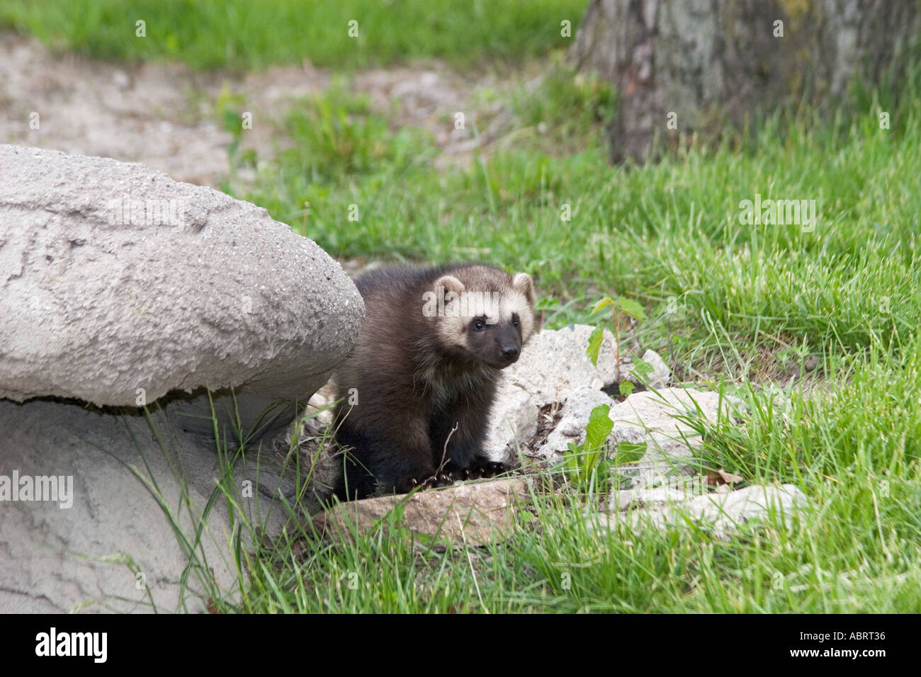 Wolverine Kit at Detroit Zoo Stock Photo - Alamy