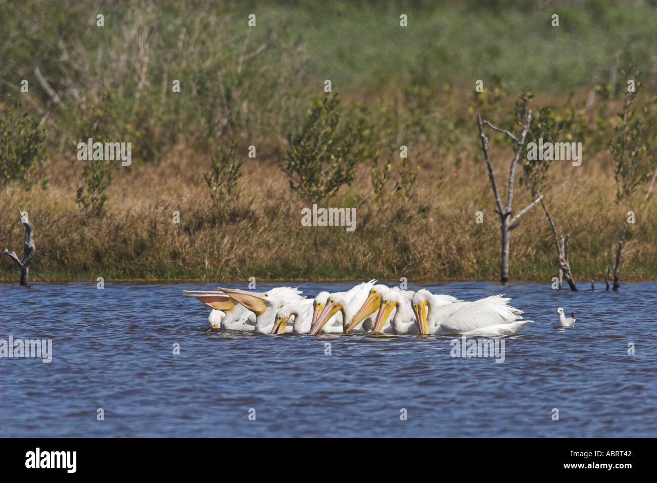 Pelicans yellowstone hi-res stock photography and images - Alamy