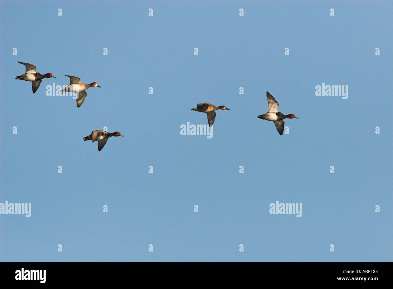 Redhead ducks in flight Stock Photo - Alamy
