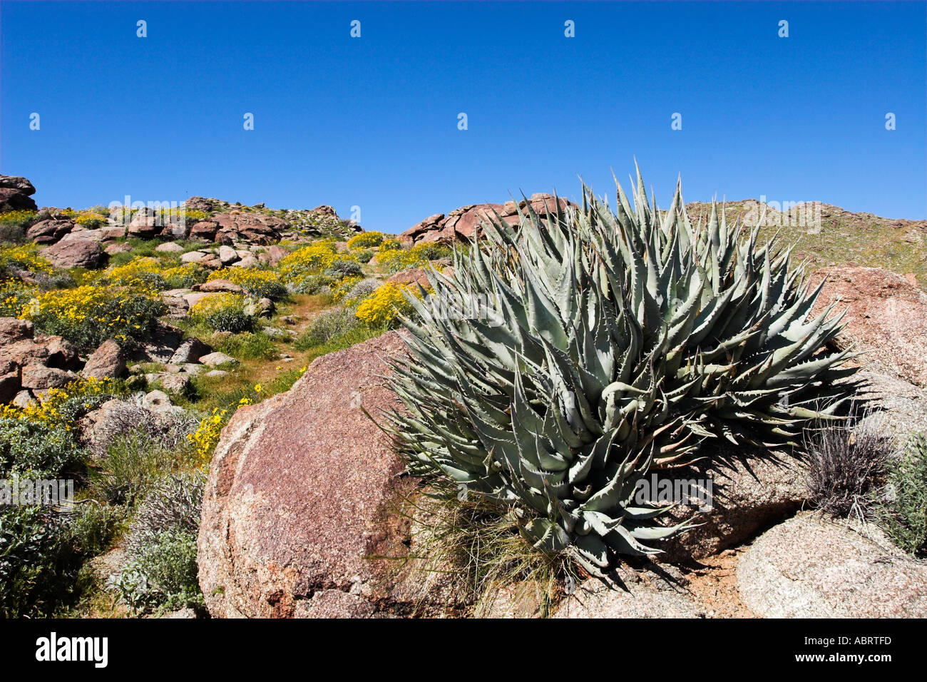 Agave in Anzo Borrego State Park California during spring Stock Photo ...