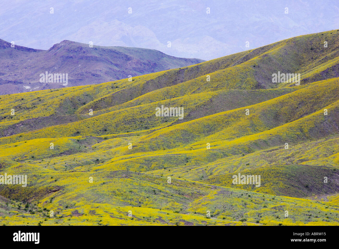 Death valley spring wildflowers hi-res stock photography and images - Alamy