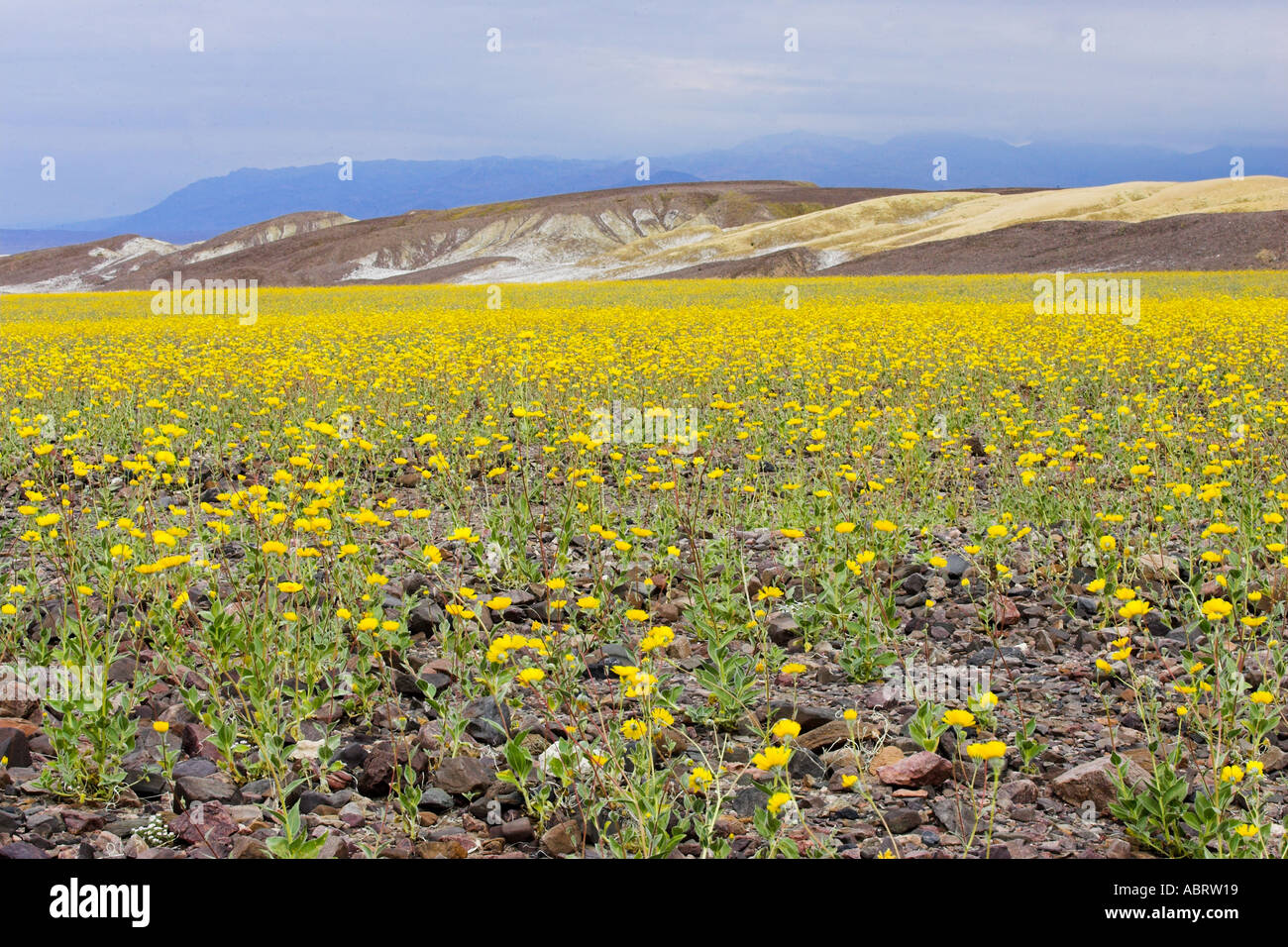 Death valley spring wildflowers hi-res stock photography and images - Alamy