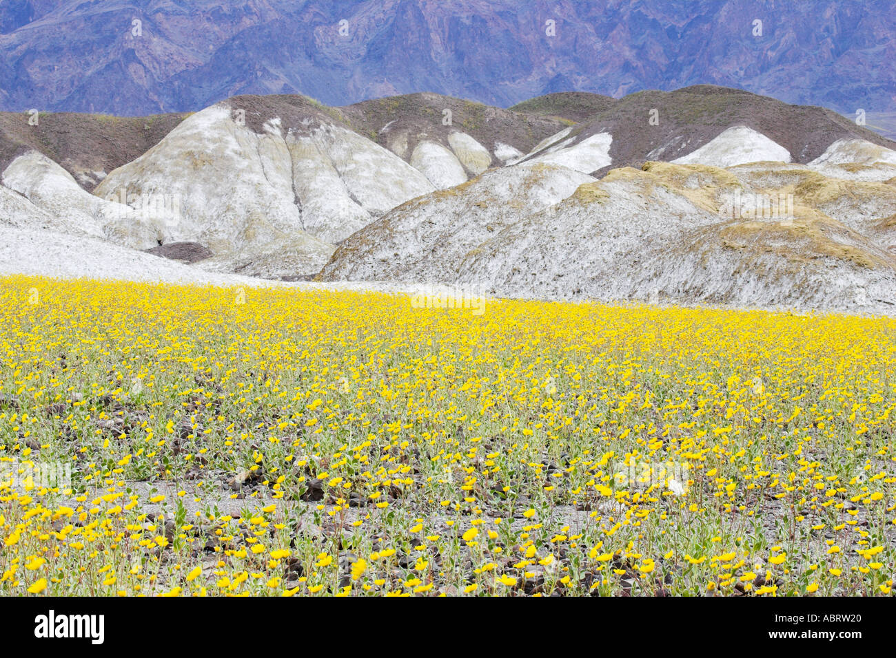 Spring wildflower bloom in Death Valley National Park Stock Photo - Alamy