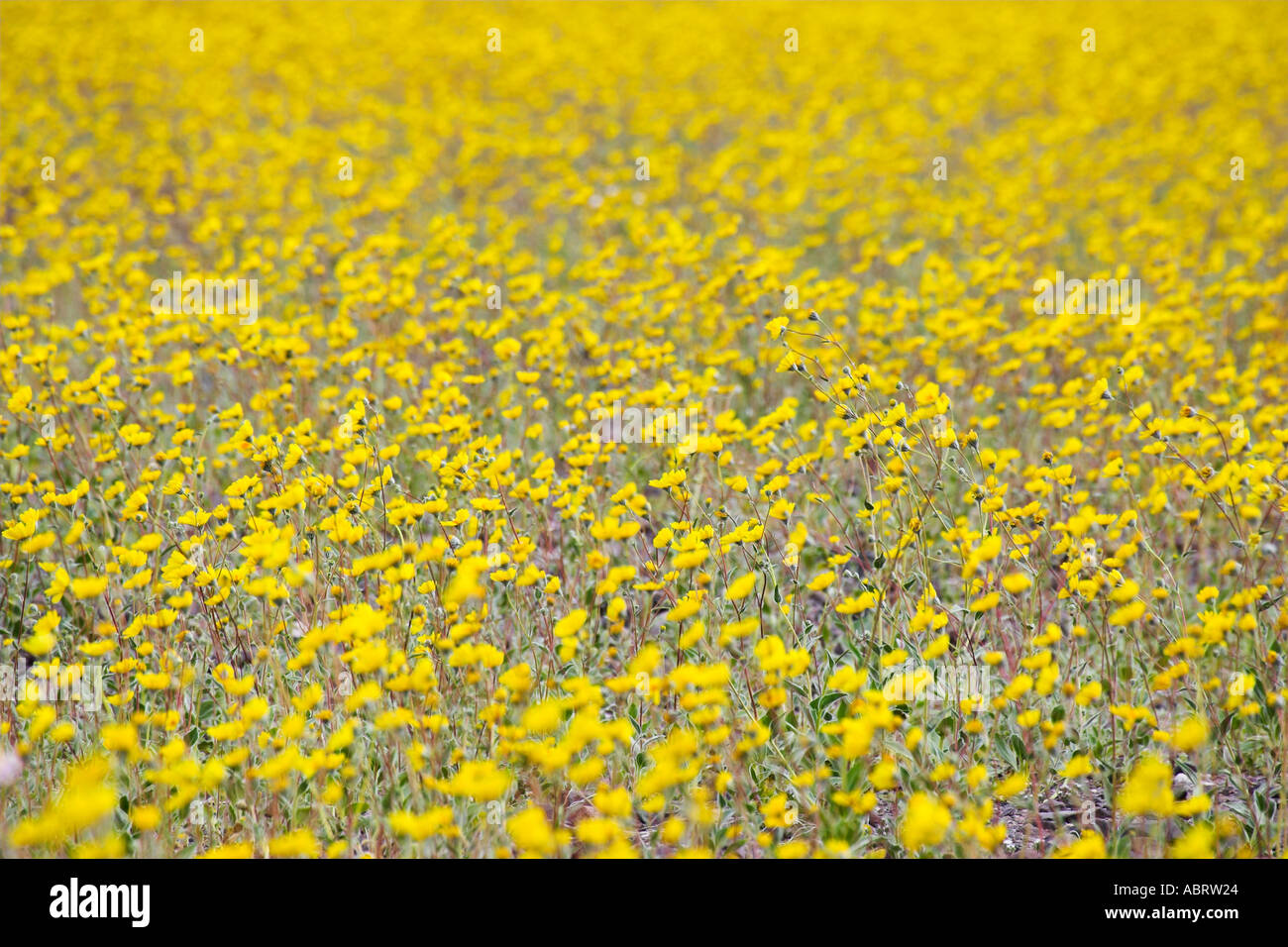 Spring wildflower bloom in Death Valley National Park Stock Photo - Alamy