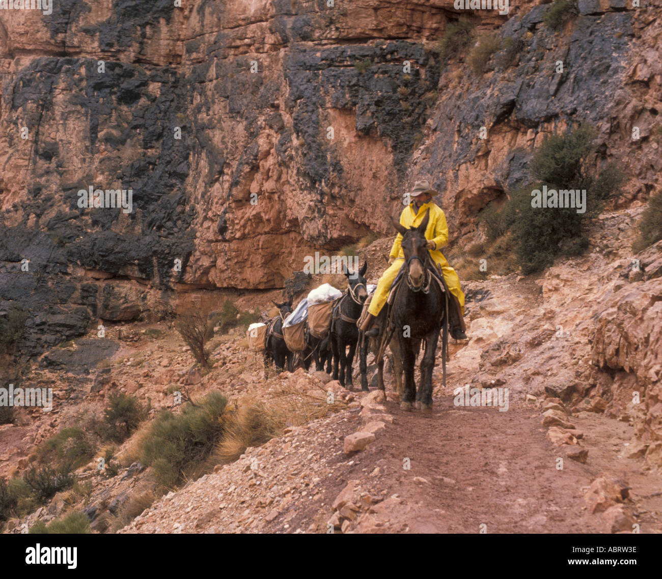 Mules Haul Garbage from Phantom Ranch in Grand Canyon Stock Photo - Alamy