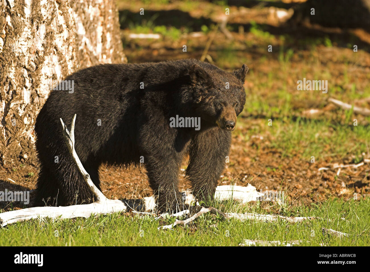 Black bear boar hi-res stock photography and images - Alamy