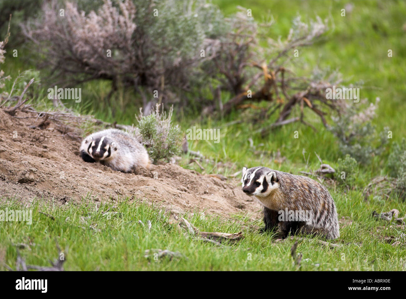 American badger den hi-res stock photography and images - Alamy
