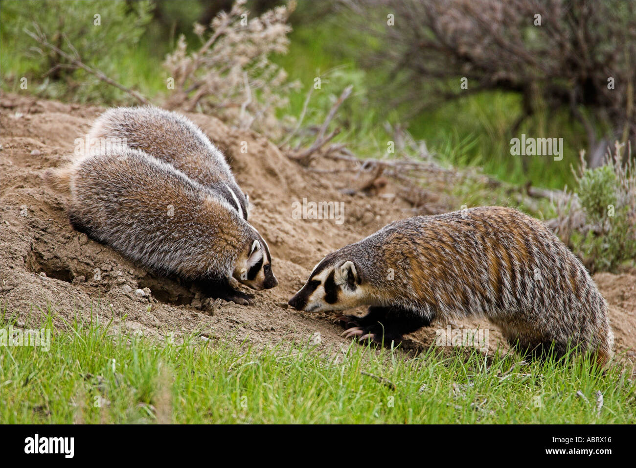 American badger den hi-res stock photography and images - Alamy