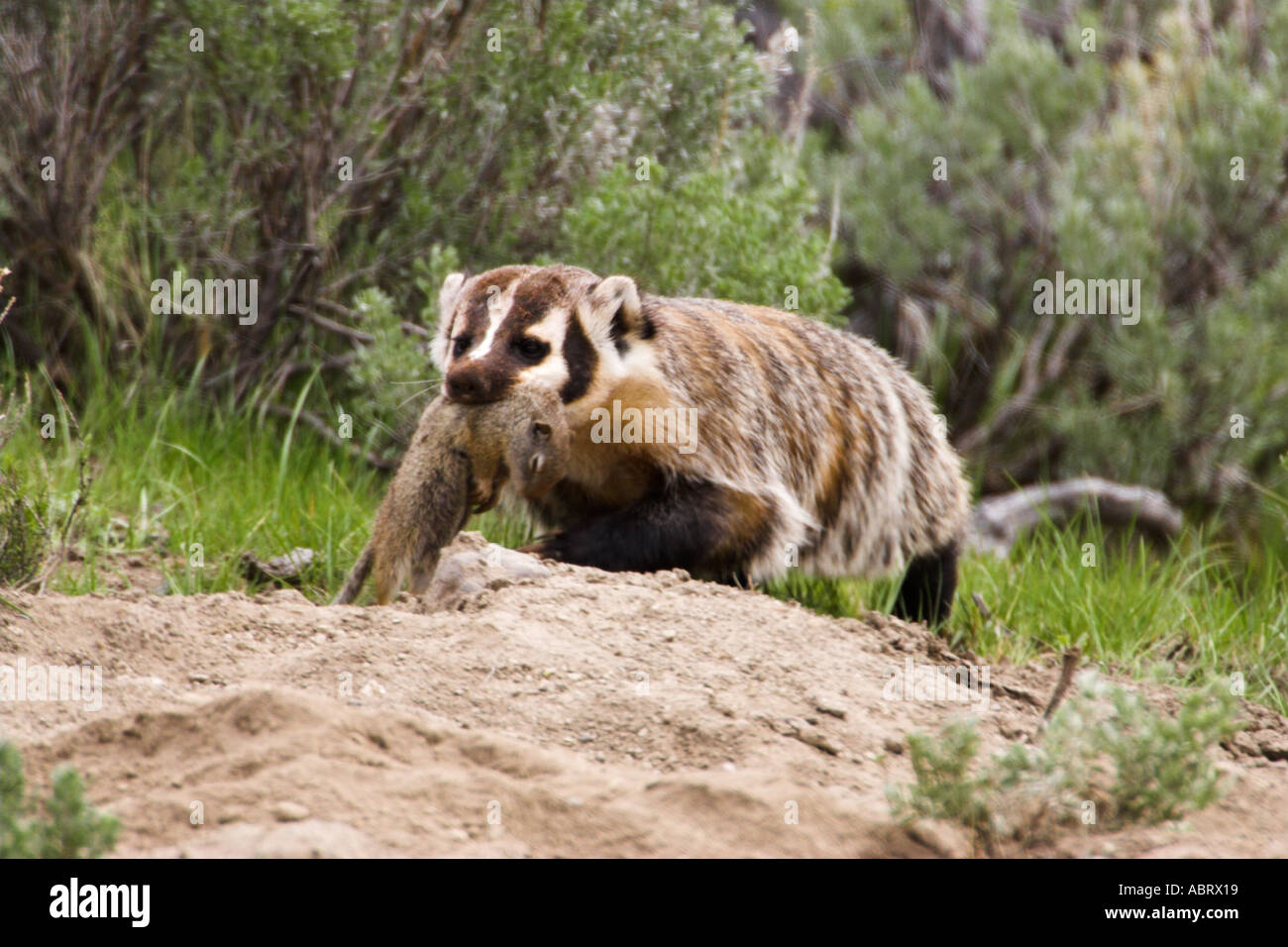 North american badgers hi-res stock photography and images - Alamy