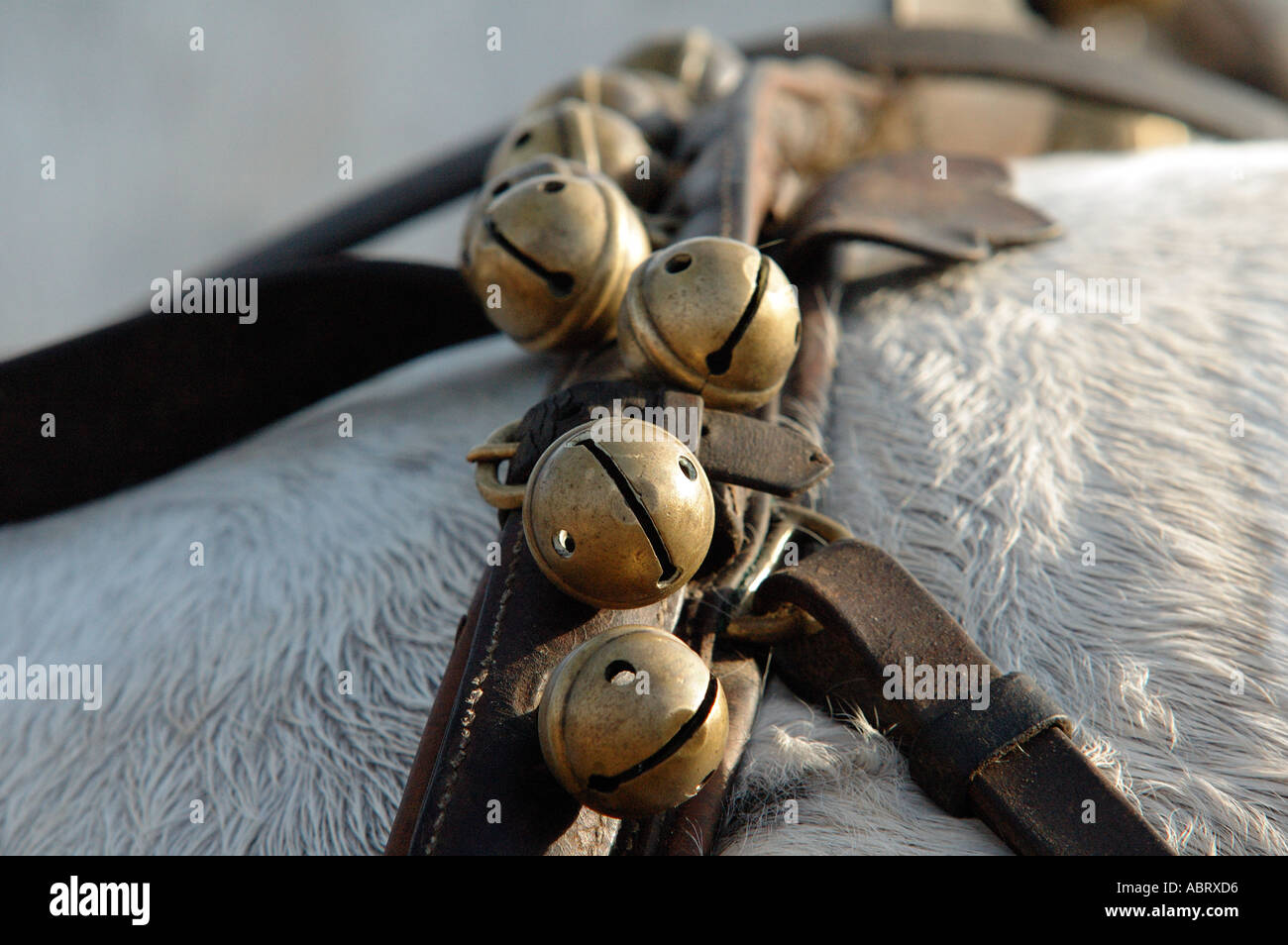 Mule harness hi-res stock photography and images - Alamy