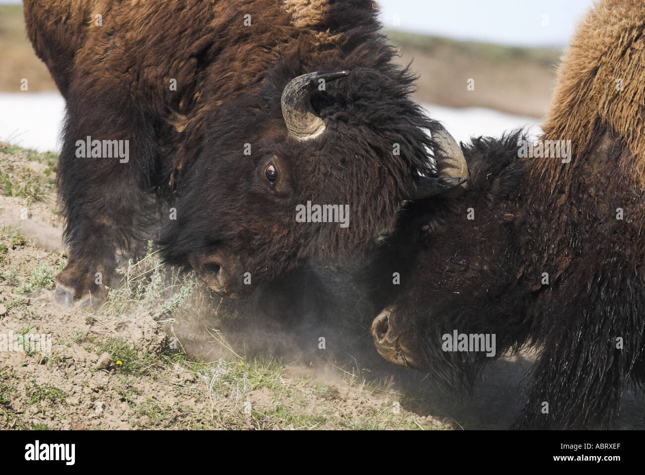 Buffalo Breeding Stock Photos & Buffalo Breeding Stock Images - Alamy