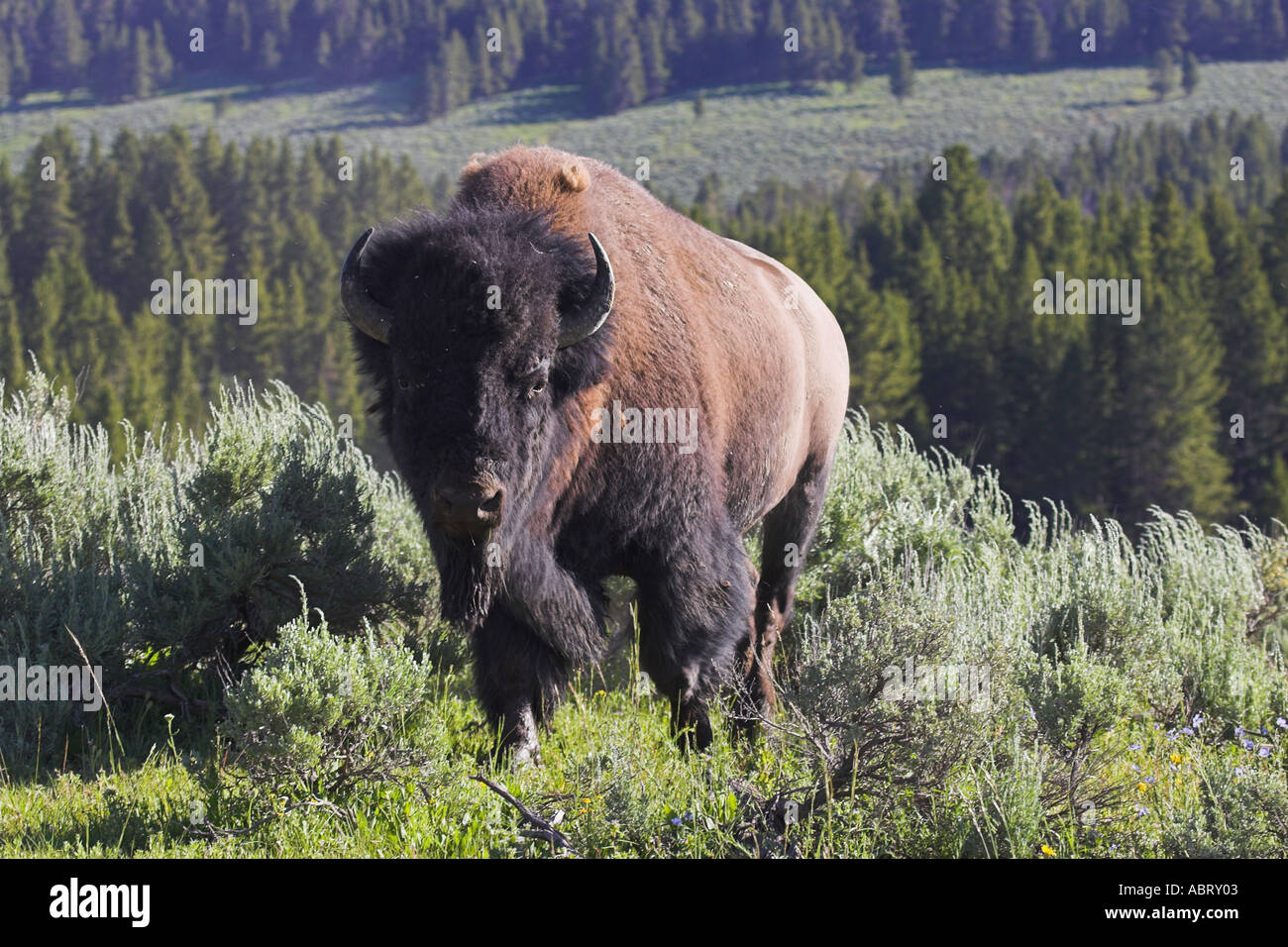 Bison buffalo wind cave national hi-res stock photography and images ...