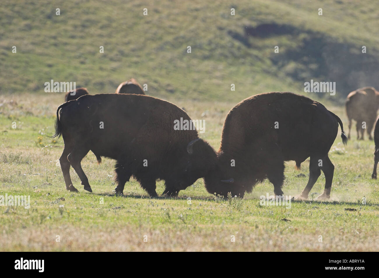 Bull bison fighting Stock Photo - Alamy