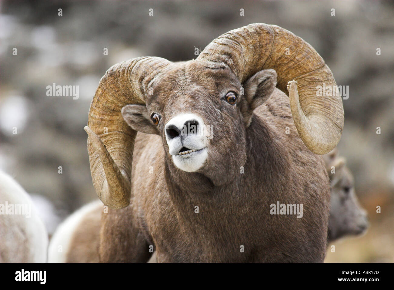 Rocky Mountain Bighorn Sheep Stock Photo - Alamy