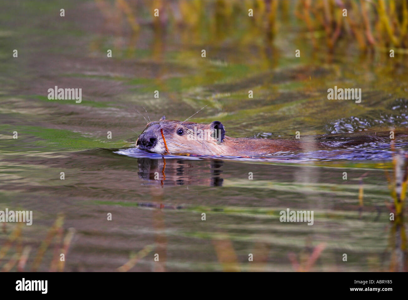 Beaver in pond in yellowstone hi-res stock photography and images - Alamy