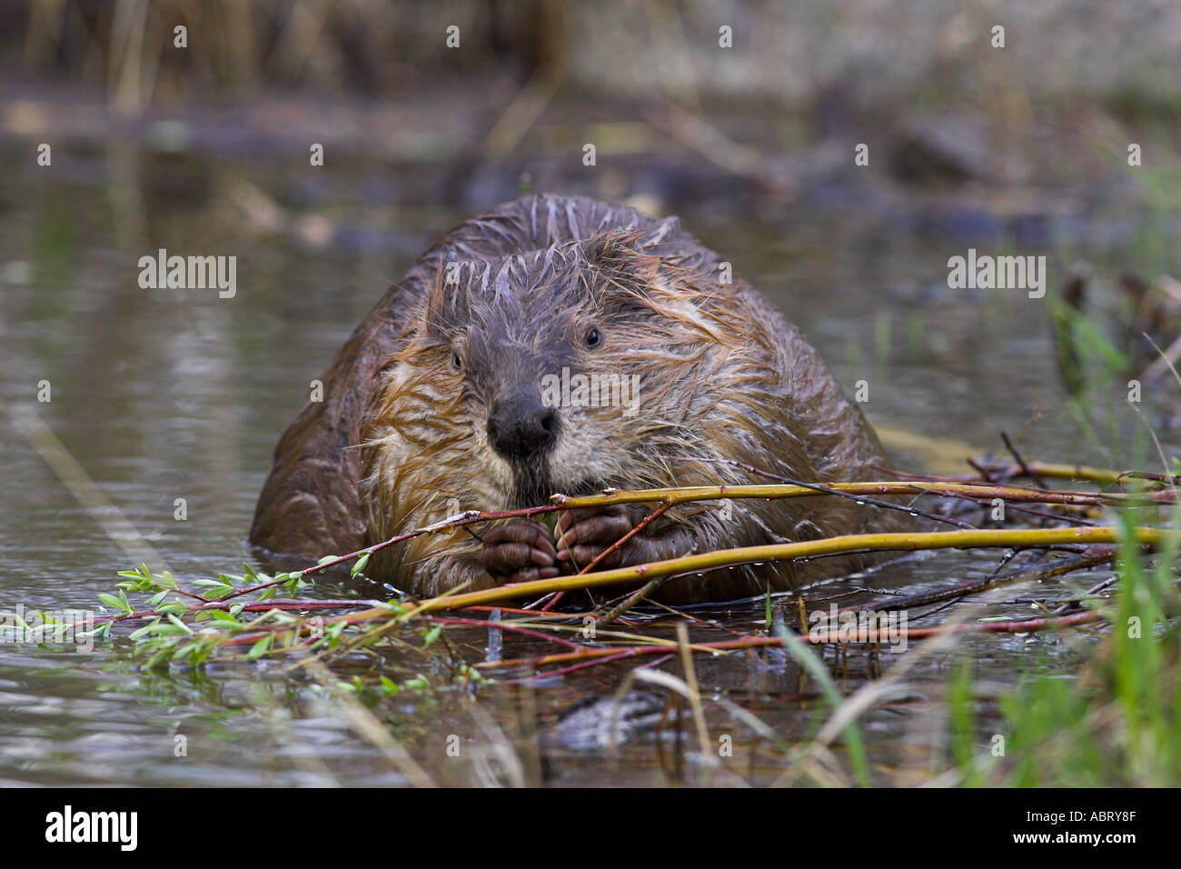 Beaver in pond in yellowstone hi-res stock photography and images - Alamy