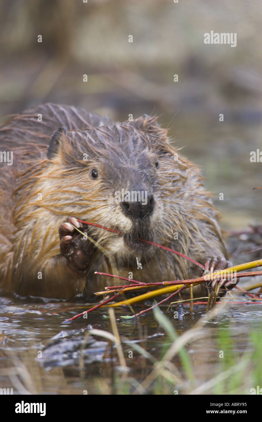 Beaver in pond in yellowstone hi-res stock photography and images - Alamy